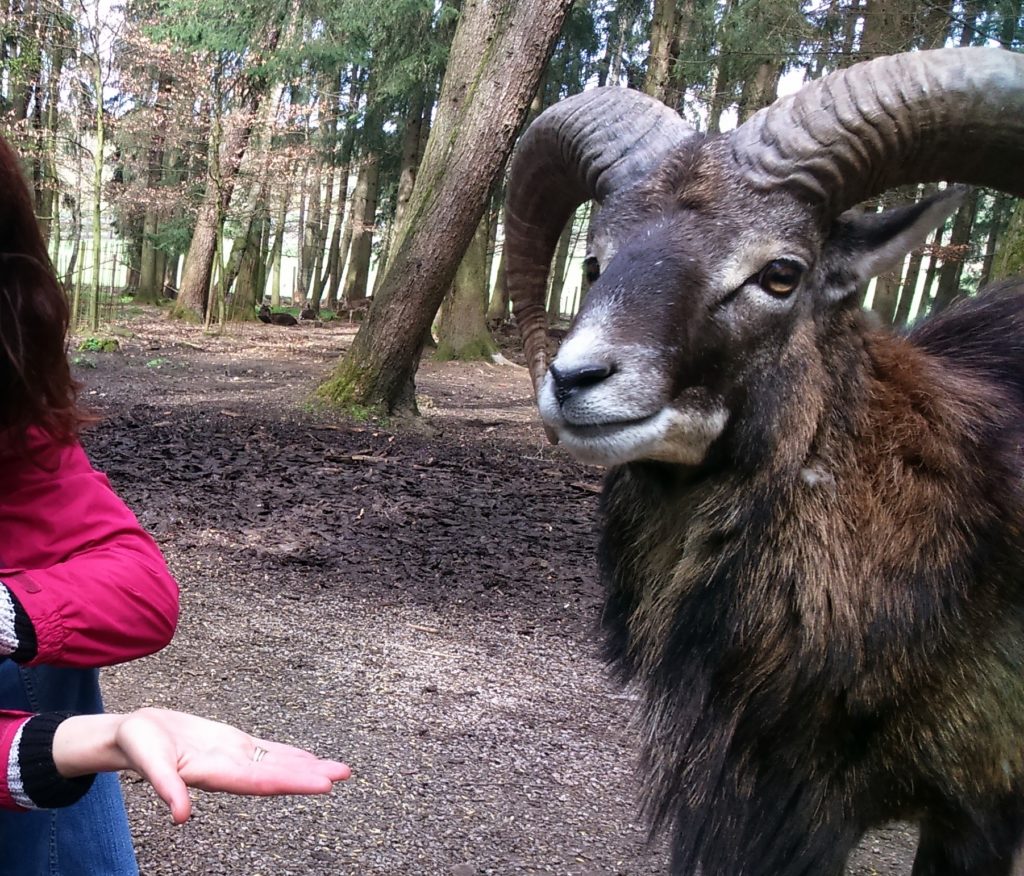 Ausflugstipp: Wildpark Poing – IsenInfos.de